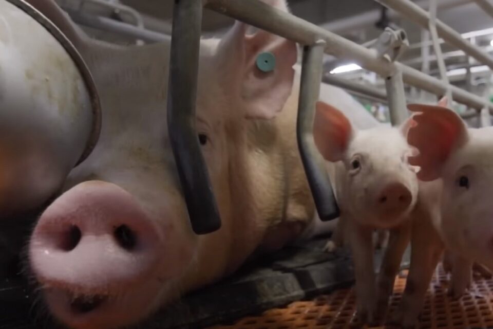 Kako izgleda uzgoj svinja u neboderu? (VIDEO)