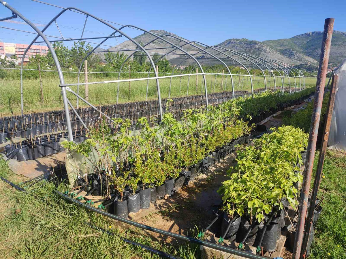 Agrarni fond: Rekordna podijela rasada